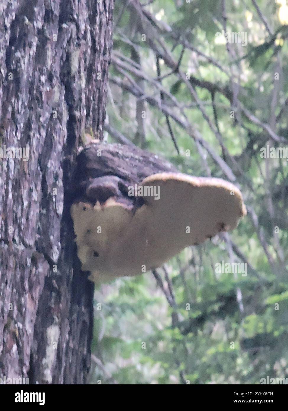 Red-banded Conks (Fomitopsis pinicola Stock Photo - Alamy