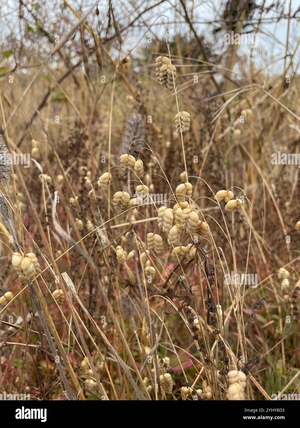 Greater Quaking Grass (Briza maxima Stock Photo - Alamy