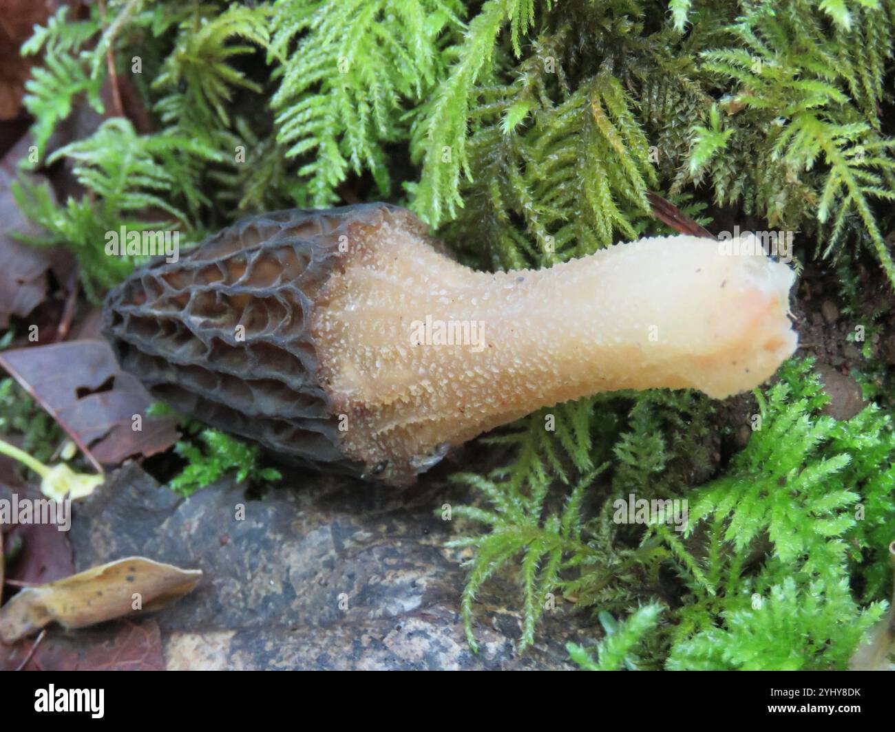 true morels (Morchella Stock Photo - Alamy