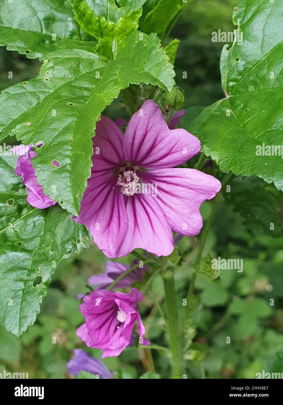 Common Mallow (Malva sylvestris Stock Photo - Alamy