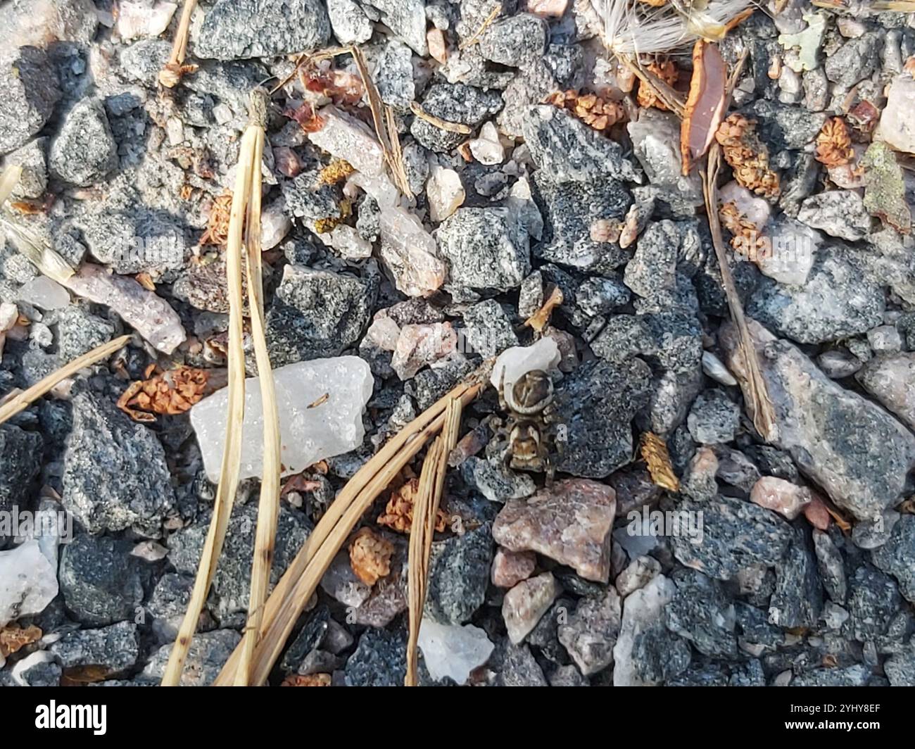 Woodland Jumping Spider (Evarcha falcata Stock Photo - Alamy