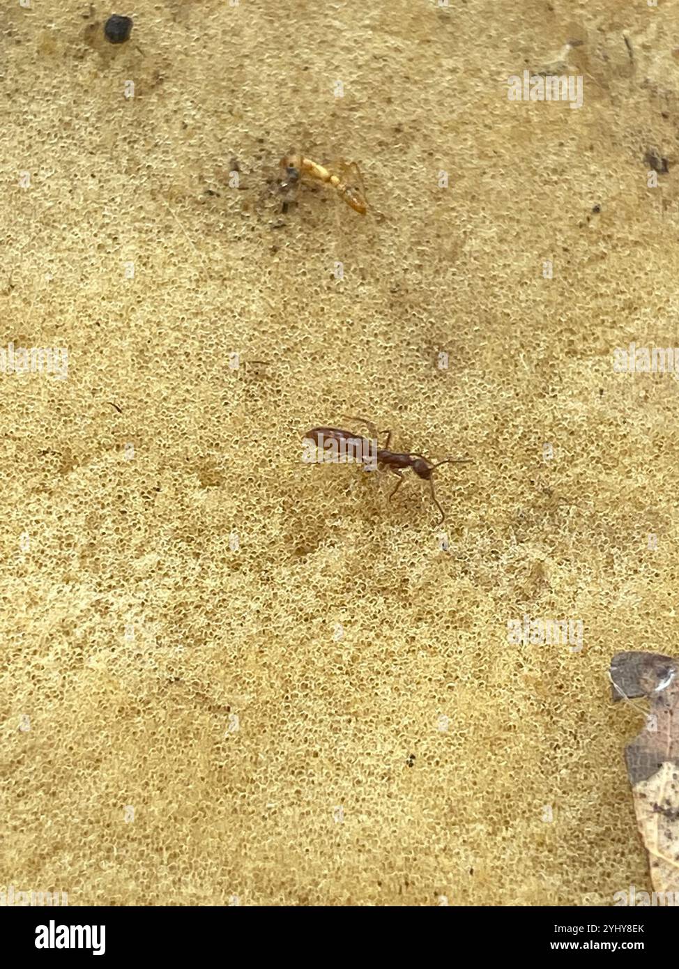 Elongate Razorjaw Ant (Leptogenys elongata Stock Photo - Alamy