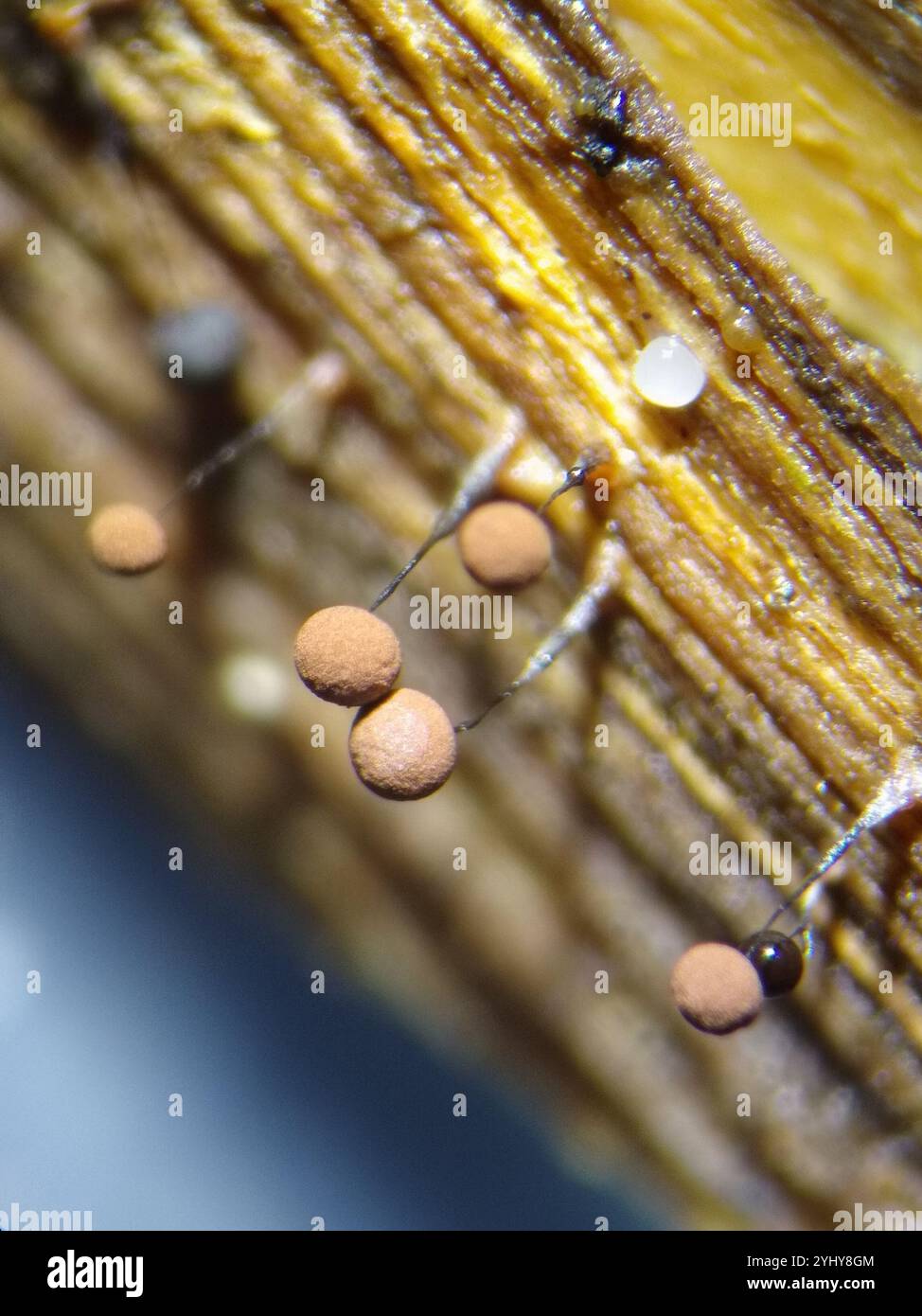 Comatricha elegans hi-res stock photography and images - Alamy