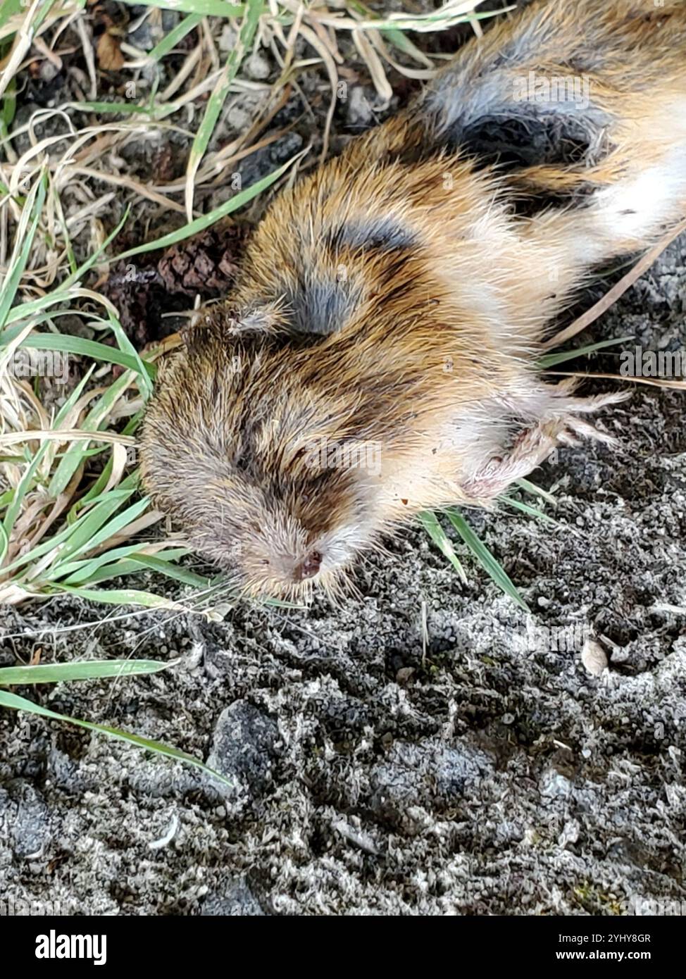 Pacific jumping mouse hi-res stock photography and images - Alamy
