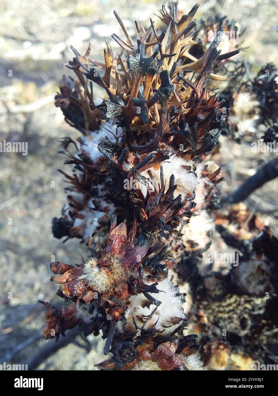 Horny Cone-bush (Isopogon ceratophyllus Stock Photo - Alamy
