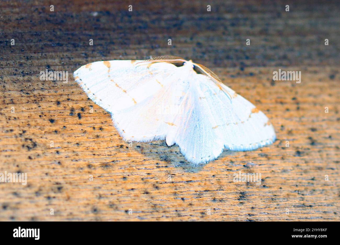 Lesser Maple Spanworm Moth (Macaria pustularia Stock Photo - Alamy