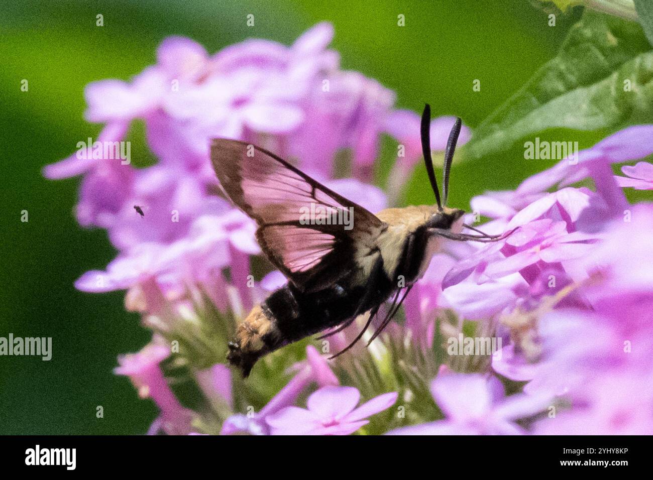 Snowberry Clearwing (Hemaris diffinis Stock Photo - Alamy