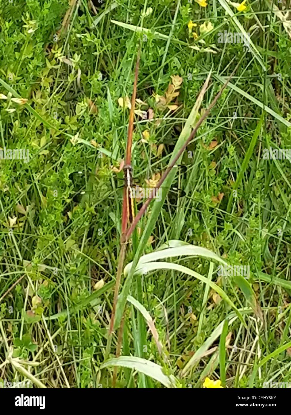 Spangled Skimmer (Libellula cyanea Stock Photo - Alamy