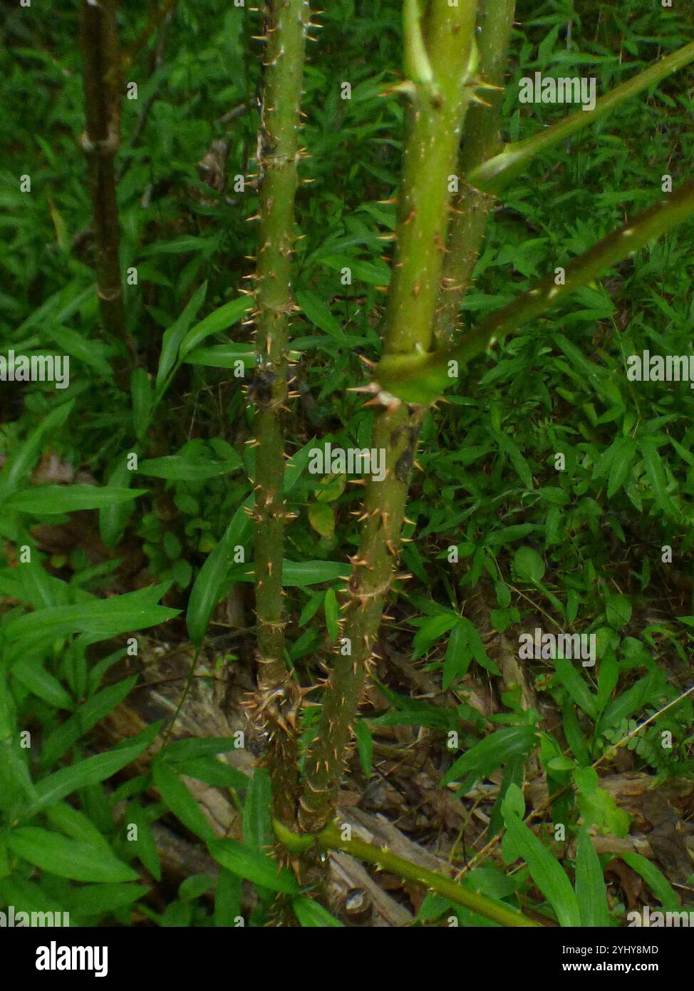 devil's walkingstick (Aralia spinosa Stock Photo - Alamy