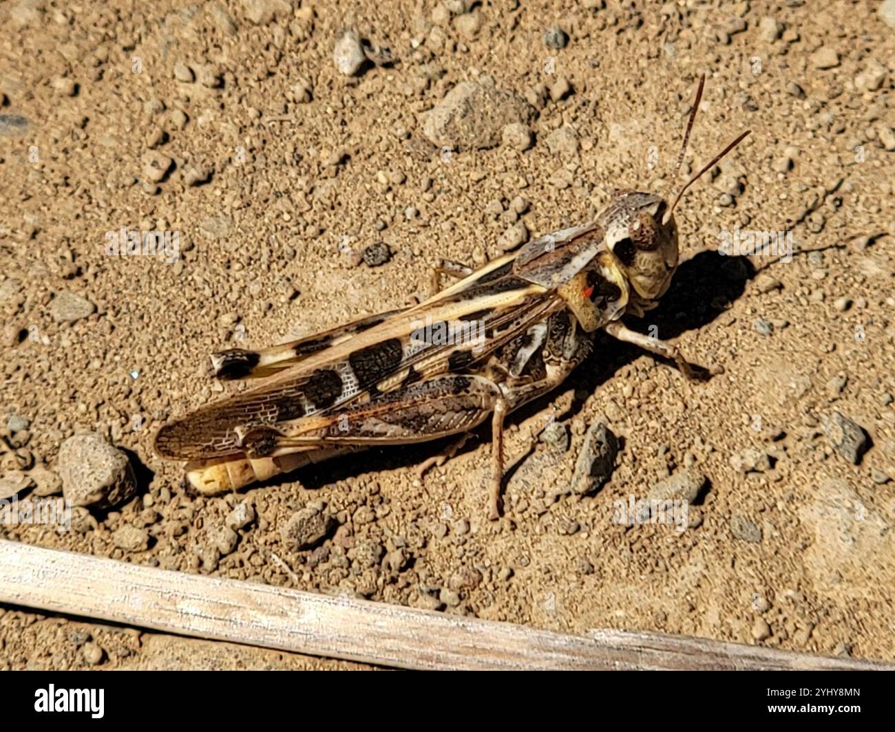 Clear-winged Grasshopper (Camnula pellucida Stock Photo - Alamy