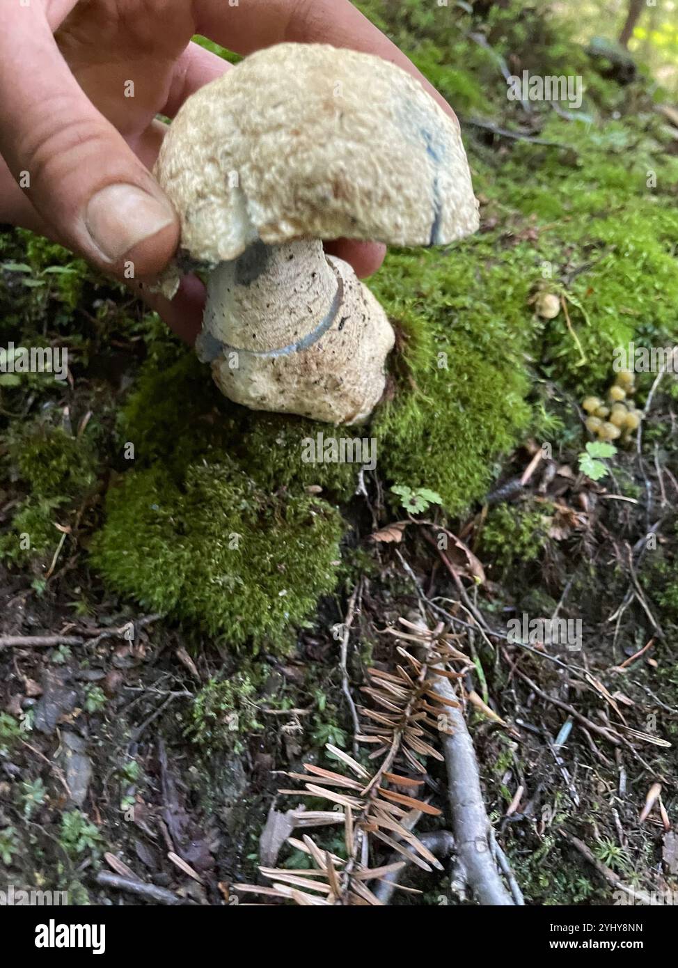 Cornflower Bolete (Gyroporus cyanescens Stock Photo - Alamy