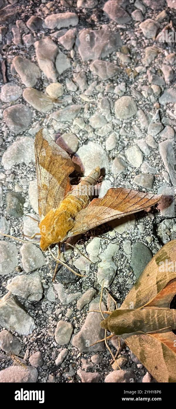 Azalea Sphinx (Darapsa choerilus Stock Photo - Alamy