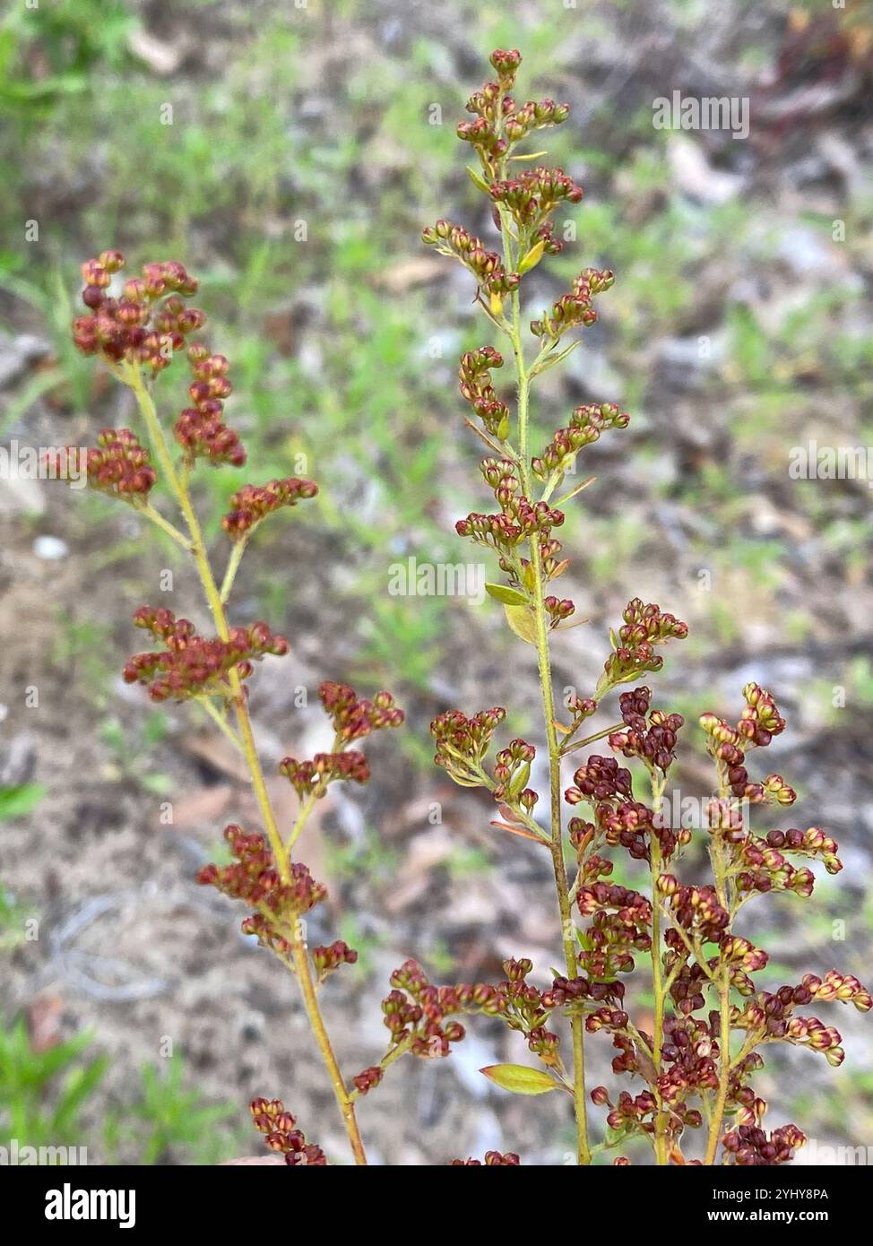 Hairy Pinweed (Lechea mucronata Stock Photo - Alamy