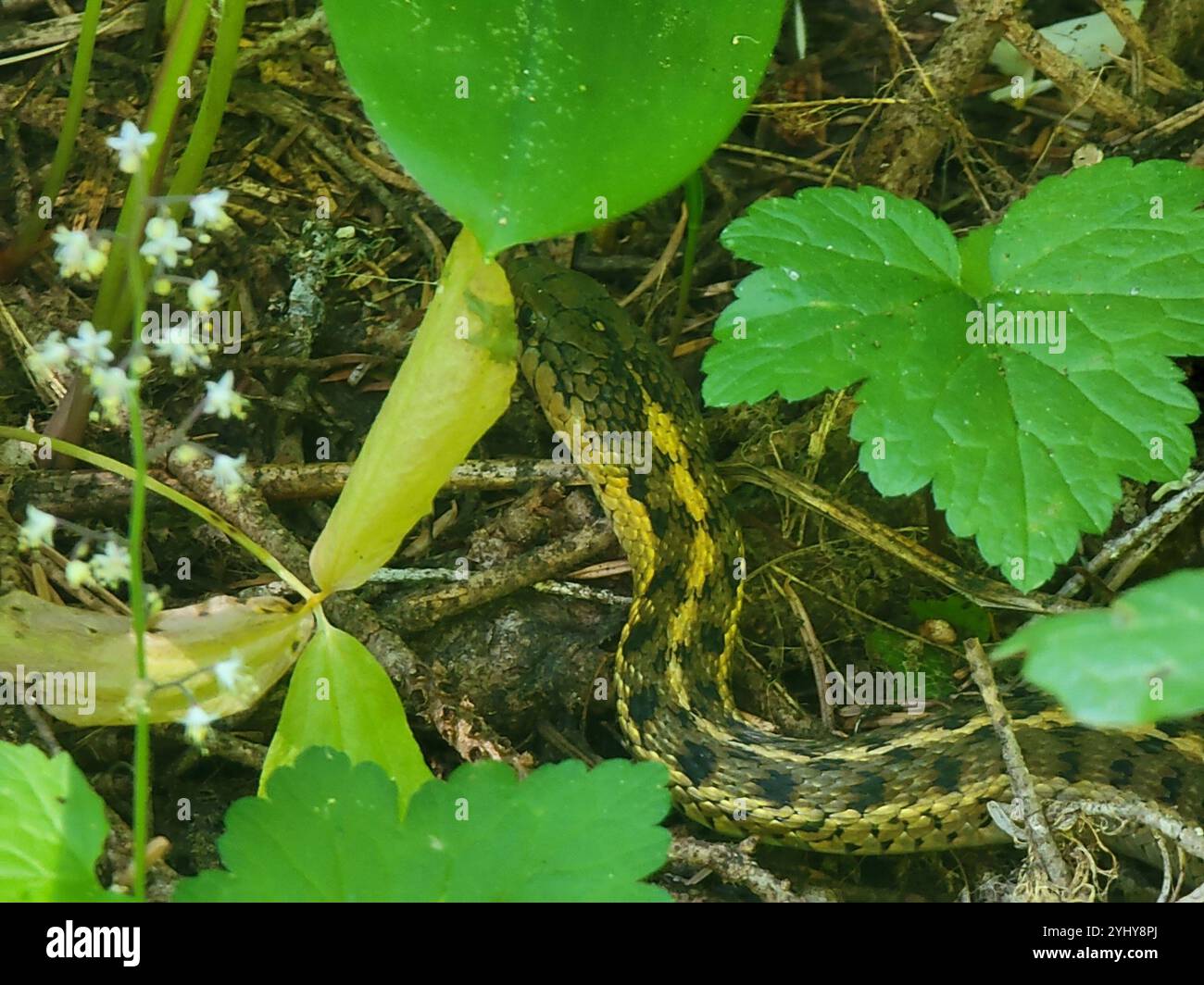 Western Terrestrial Garter Snake (Thamnophis elegans Stock Photo - Alamy