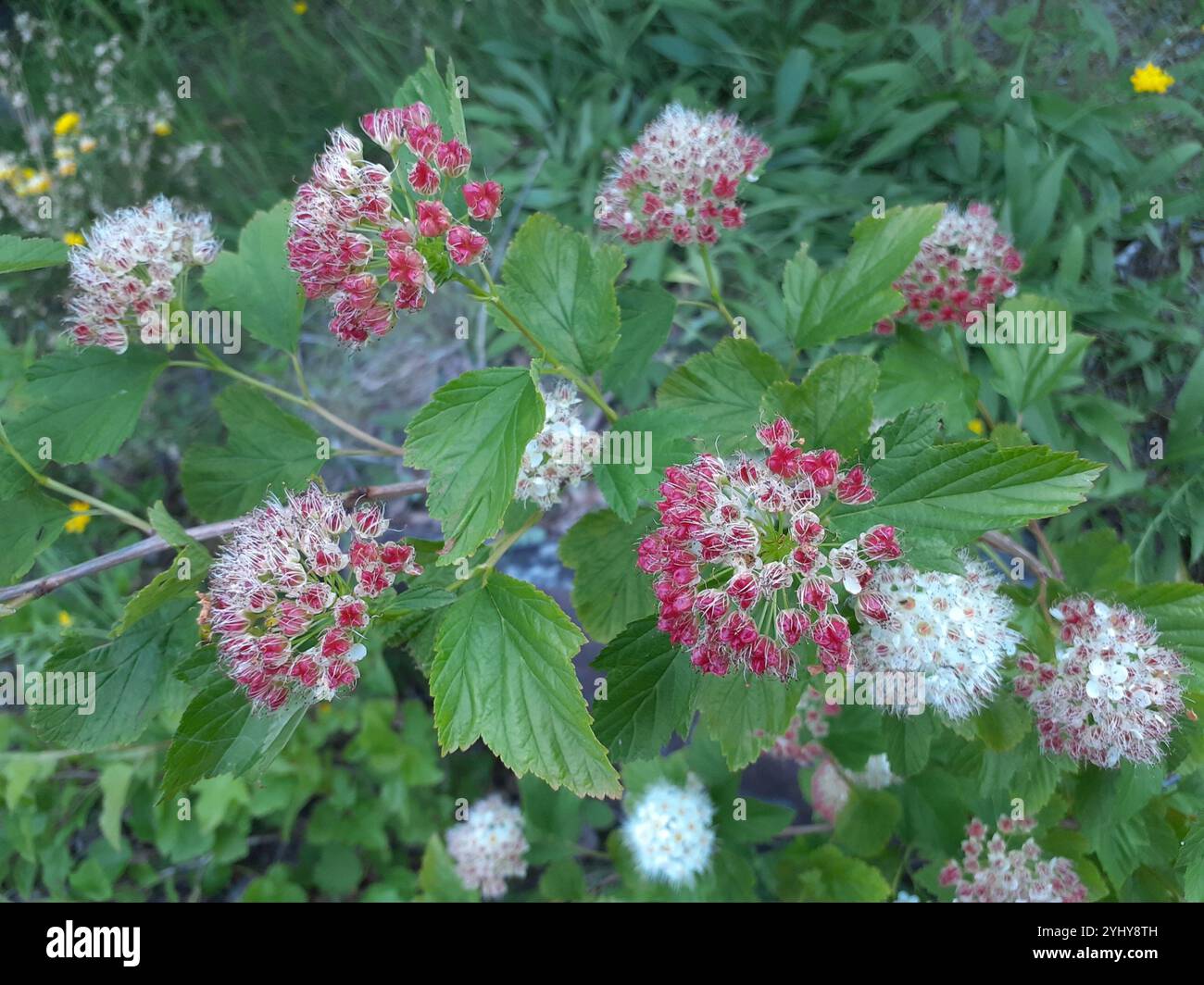 common ninebark (Physocarpus opulifolius Stock Photo - Alamy
