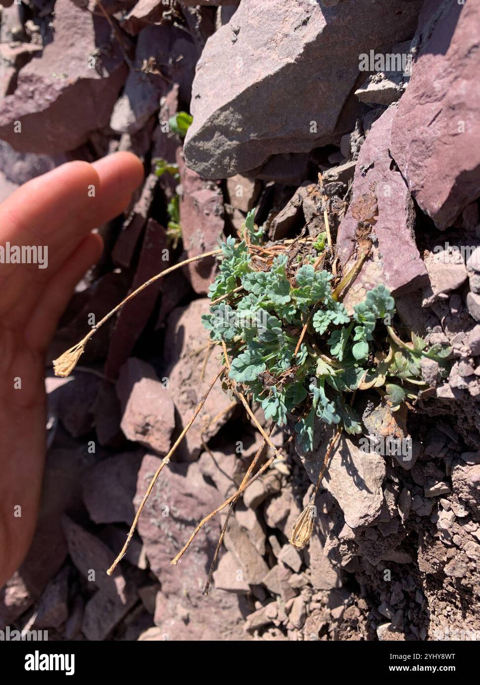 Alpine Glacier Poppy (Papaver pygmaeum Stock Photo - Alamy