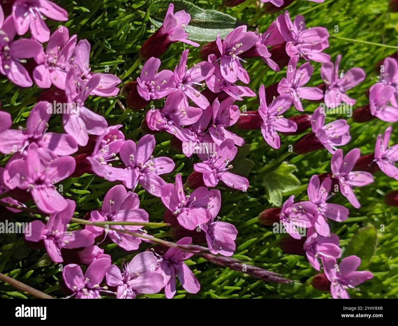 Moss Campion (Silene acaulis Stock Photo - Alamy