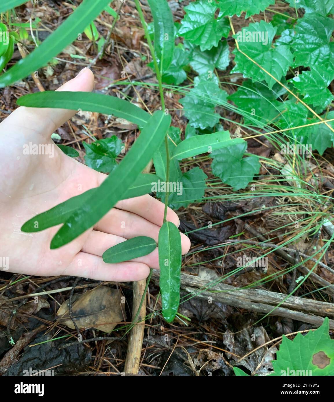 False Flowering Spurge (Euphorbia pubentissima Stock Photo - Alamy