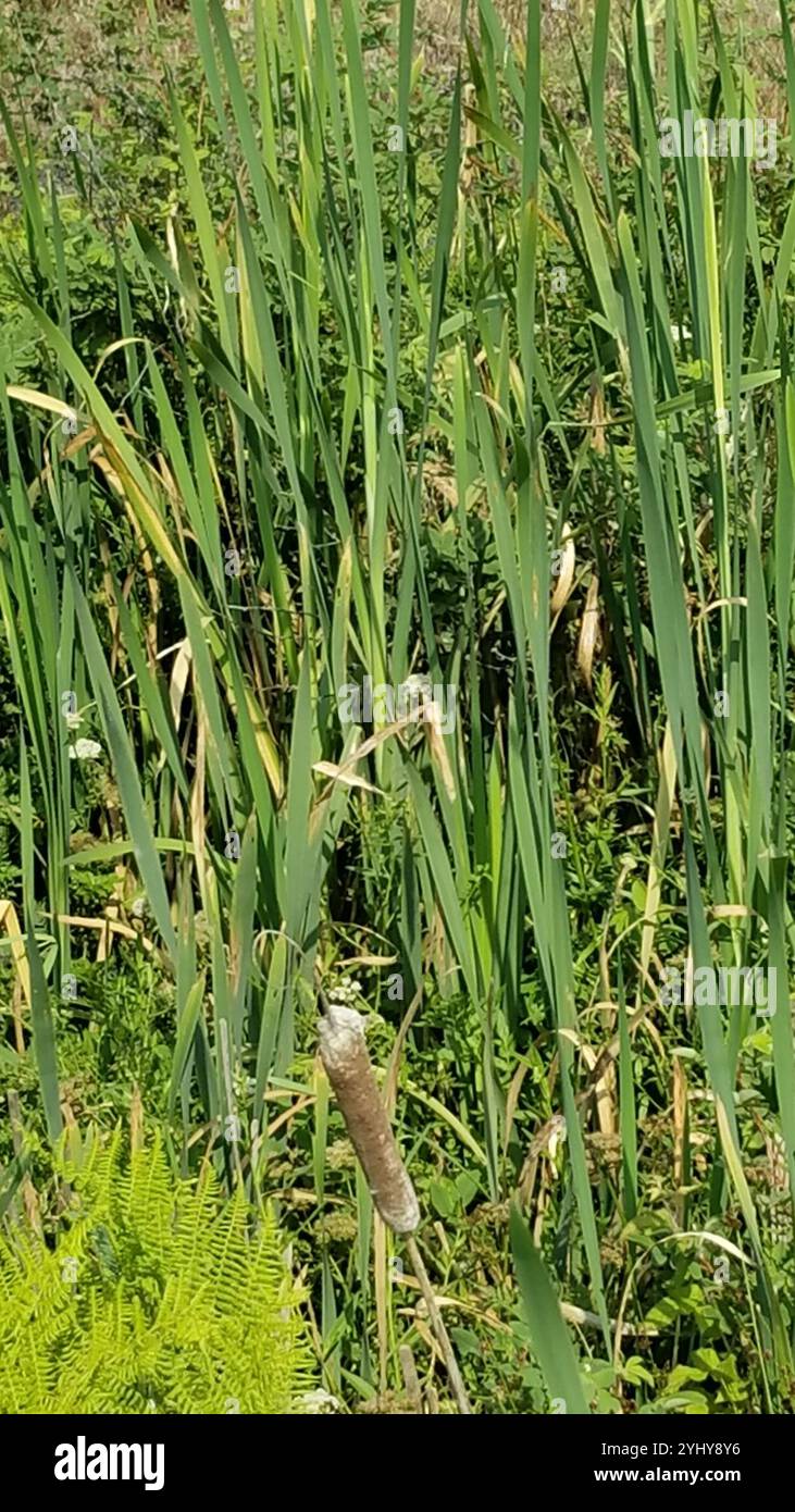 narrow-leaved cattail (Typha angustifolia Stock Photo - Alamy