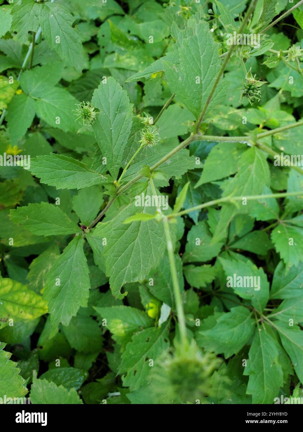 Black Snakeroot (Sanicula canadensis Stock Photo - Alamy