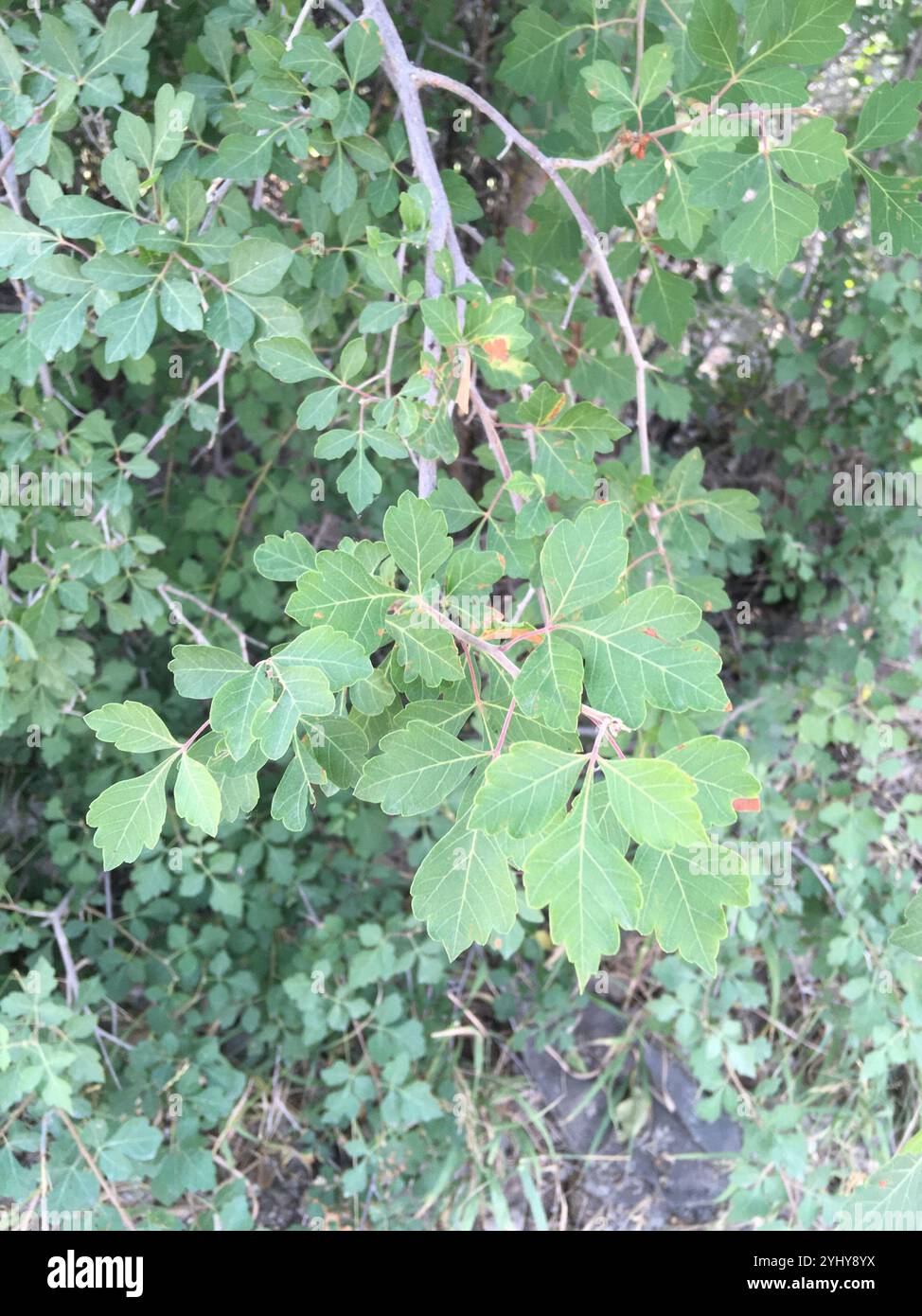 fragrant sumac (Rhus aromatica Stock Photo - Alamy