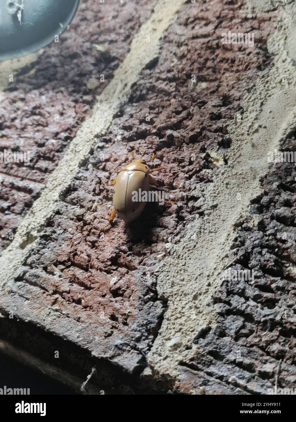 Grapevine Beetle (Pelidnota punctata Stock Photo - Alamy