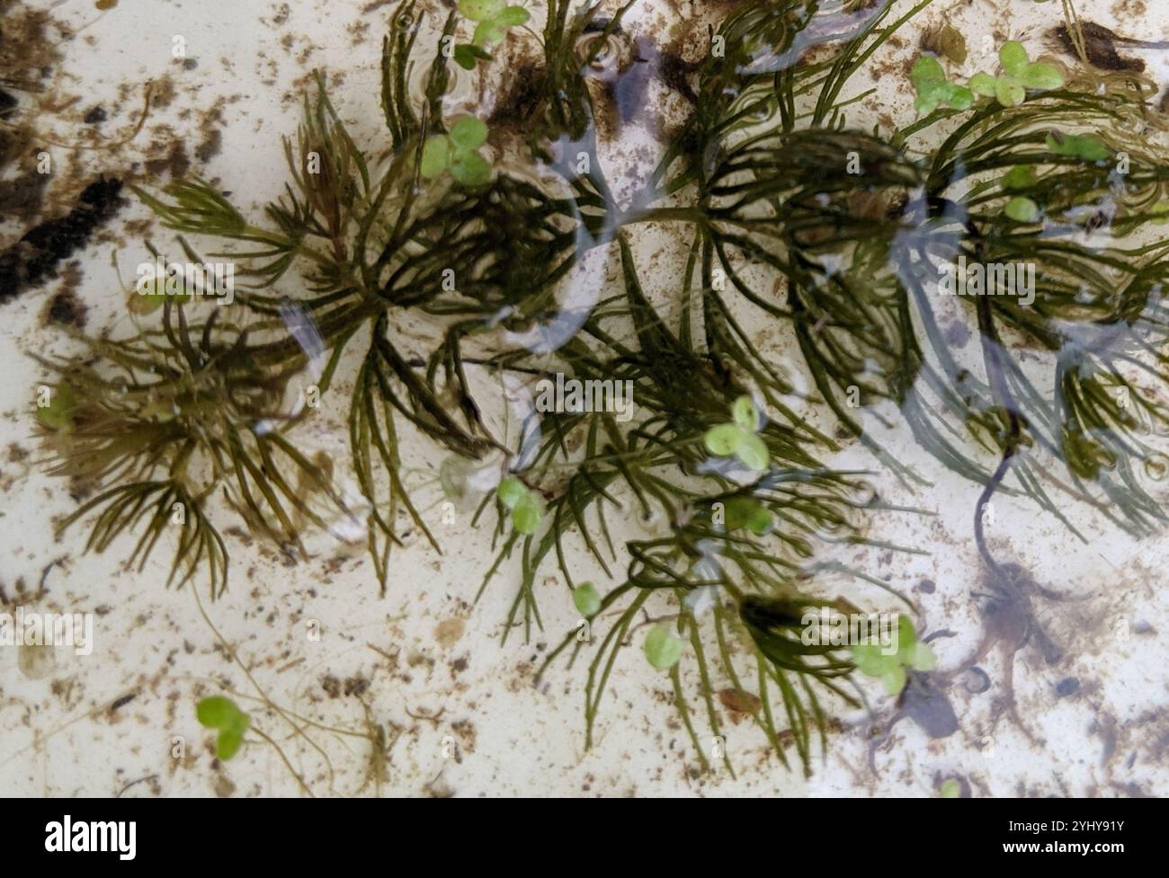 coontail (Ceratophyllum demersum Stock Photo - Alamy