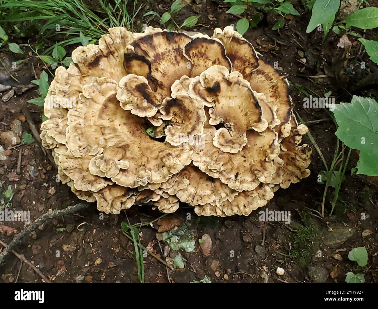 Black-staining Polypore (Meripilus sumstinei Stock Photo - Alamy