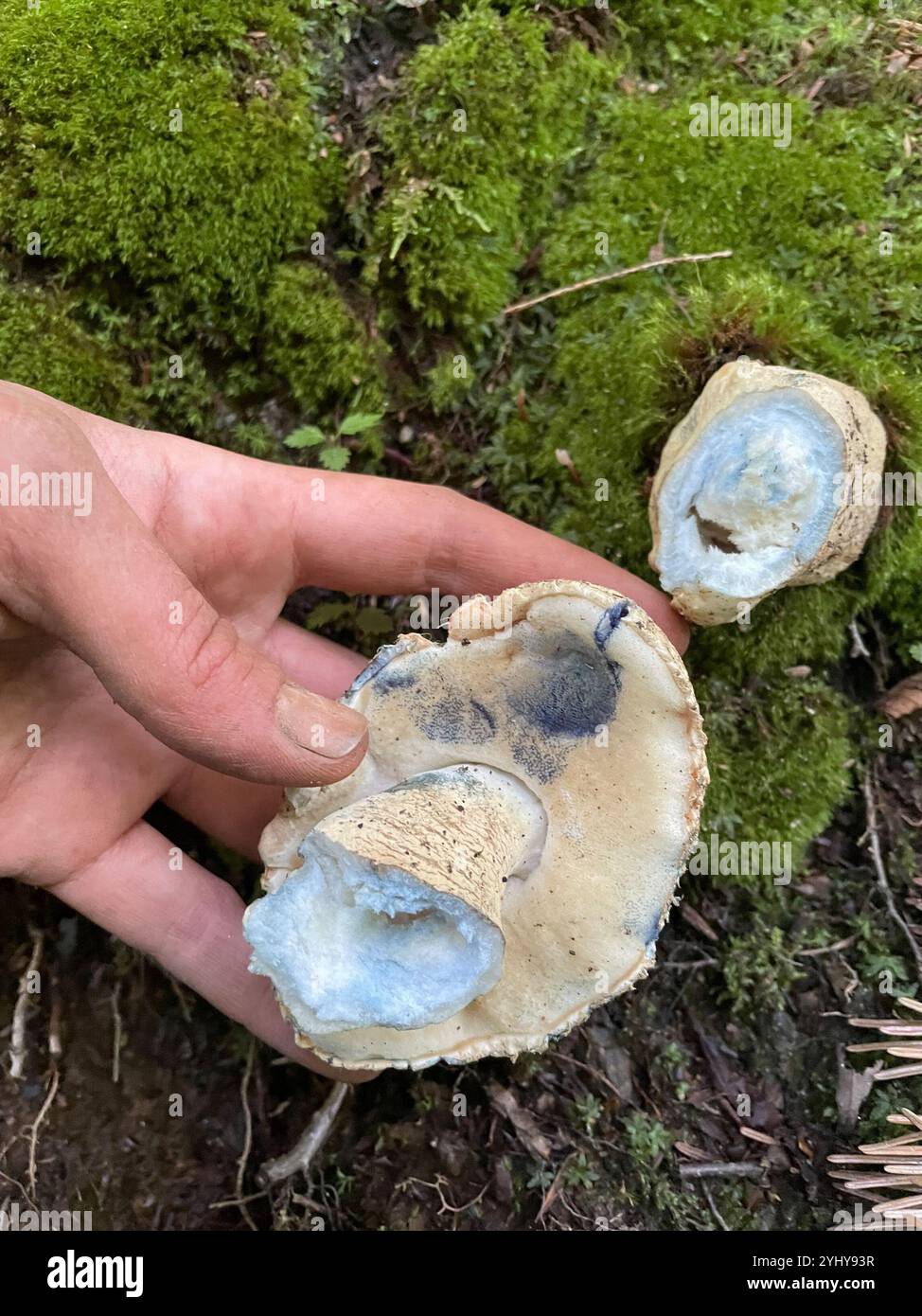 Gyroporus cyanescens hi-res stock photography and images - Alamy