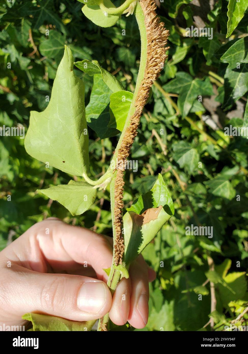 Atlantic Ivy (Hedera hibernica Stock Photo - Alamy