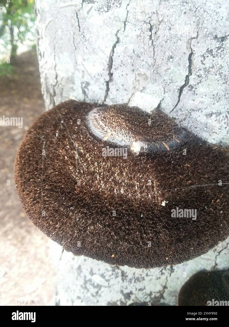 Hairy Hexagonia (Hexagonia hydnoides Stock Photo - Alamy