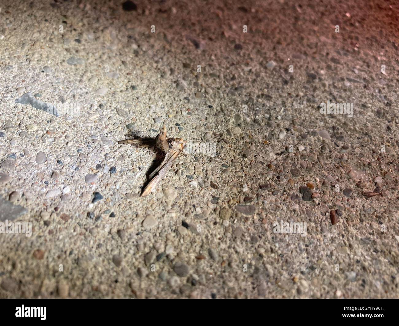 Dark Marathyssa Moth (Marathyssa inficita Stock Photo - Alamy