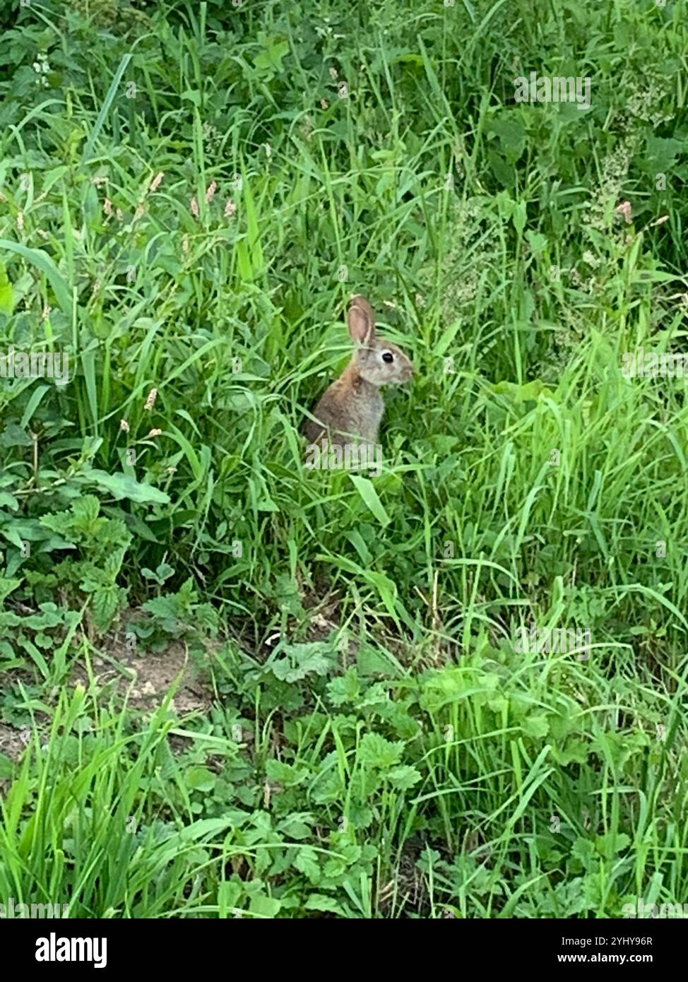 European Rabbit (Oryctolagus cuniculus Stock Photo - Alamy