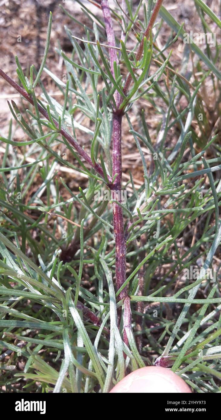 Sheep's-bit (Jasione montana Stock Photo - Alamy
