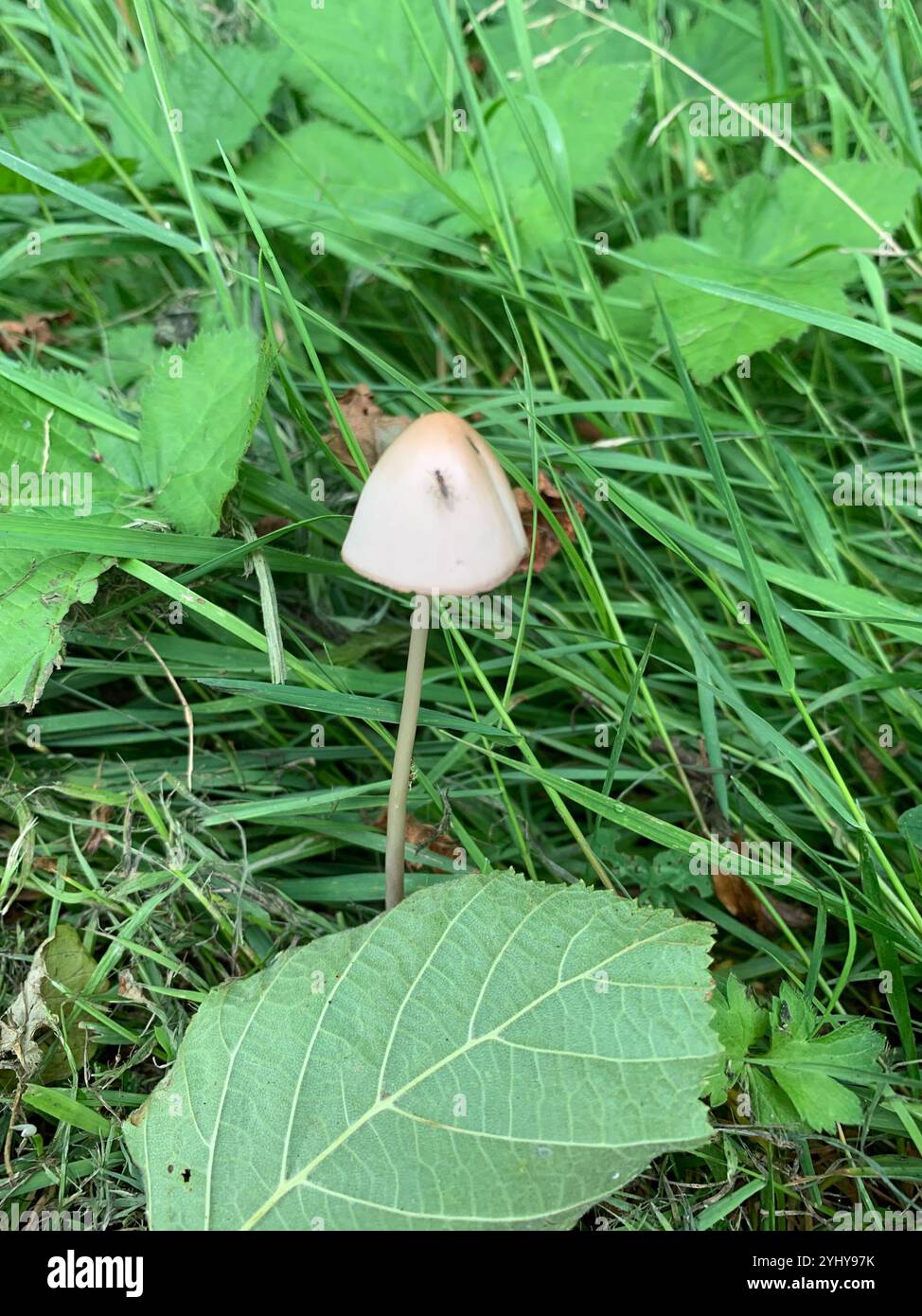 milky conecap (Conocybe apala Stock Photo - Alamy