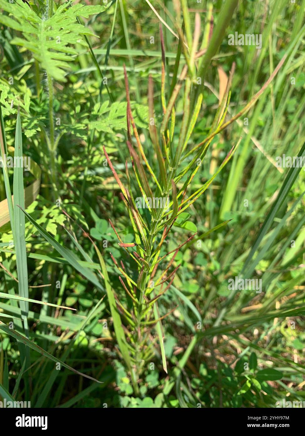 whorled milkweed (Asclepias verticillata Stock Photo - Alamy