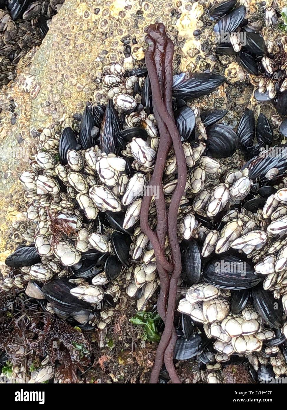 Sea Noodle (Nemalion elminthoides Stock Photo - Alamy