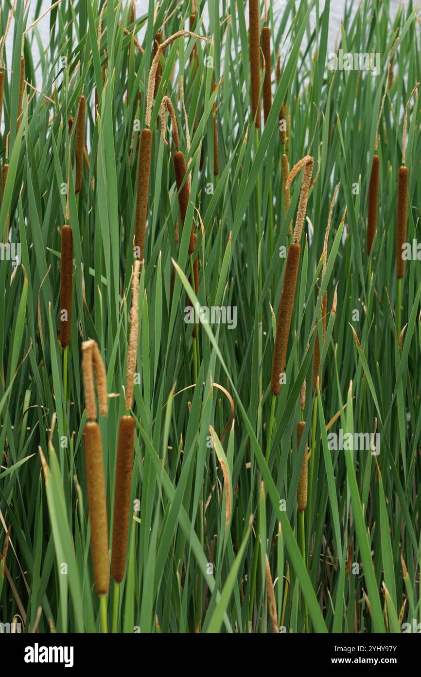 hybrid cattail (Typha × glauca Stock Photo - Alamy