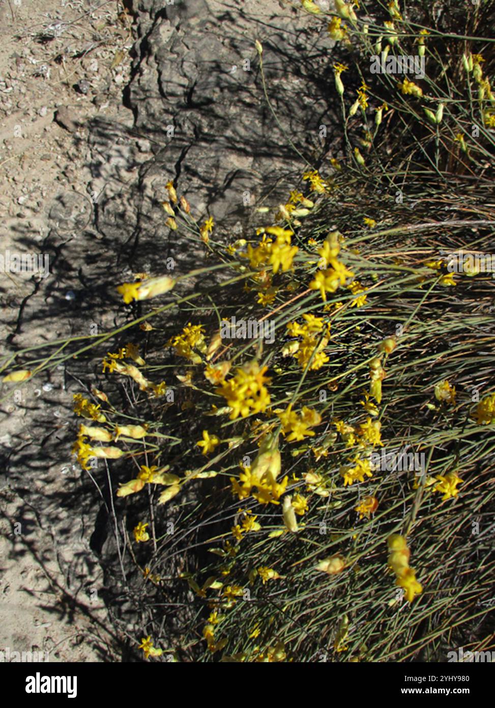 Summer Curryflower (Lasiosiphon polycephalus Stock Photo - Alamy