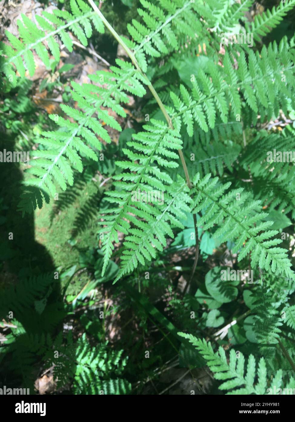 southern lady fern (Athyrium asplenioides Stock Photo - Alamy