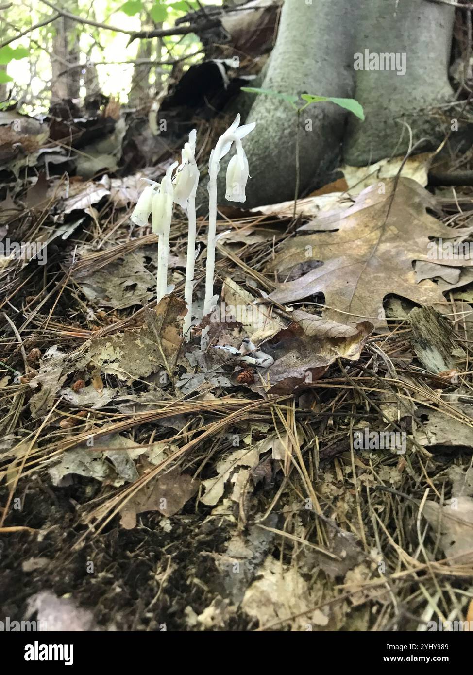 Ghost Pipe (Monotropa uniflora Stock Photo - Alamy