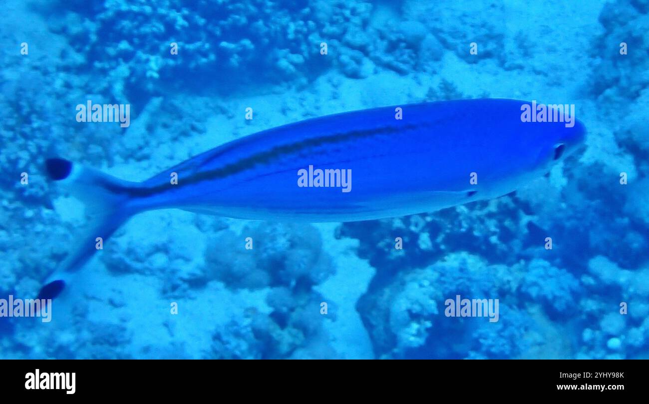 Suez Fusilier (Caesio suevica Stock Photo - Alamy