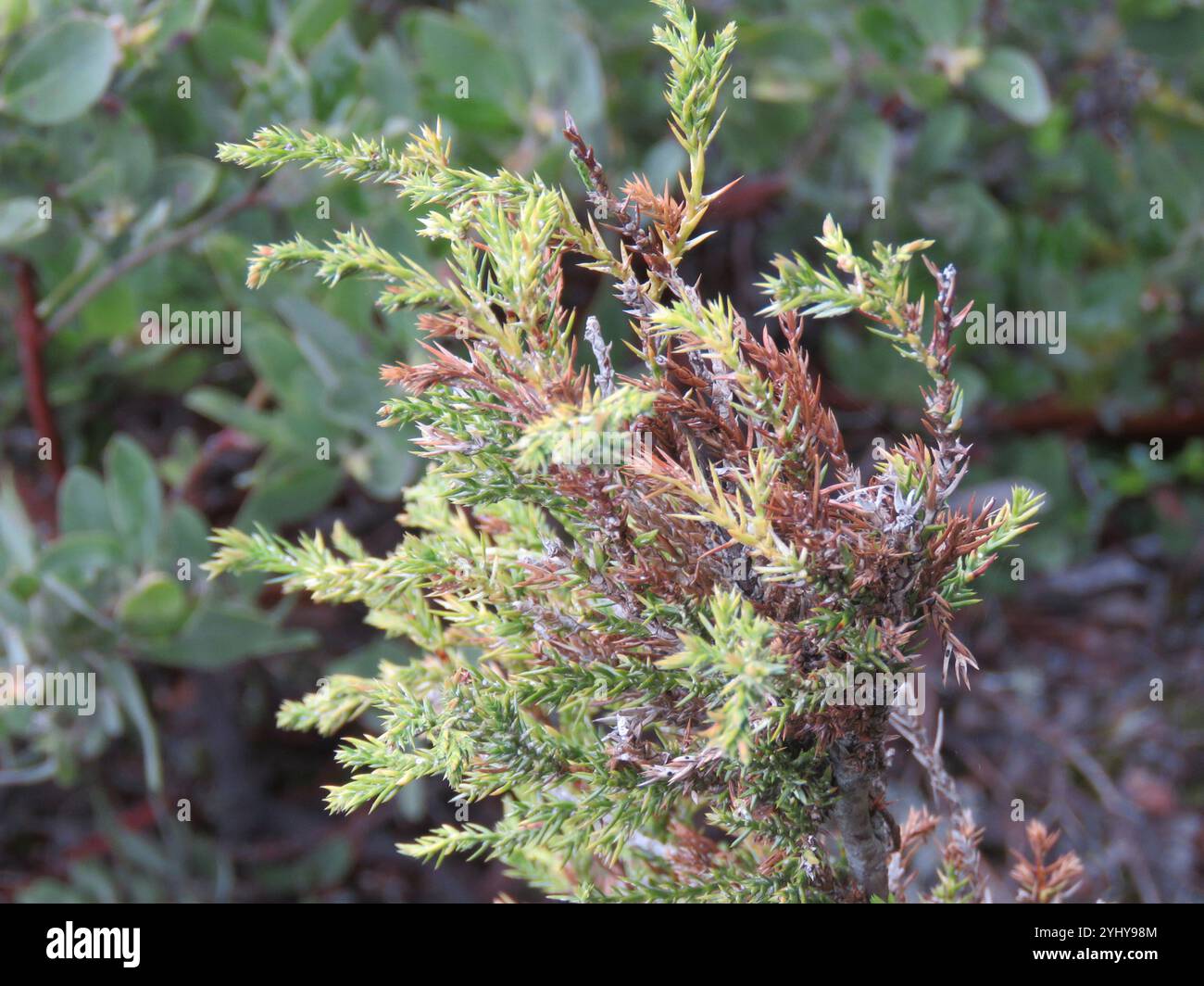 Seaside Juniper (Juniperus maritima Stock Photo - Alamy