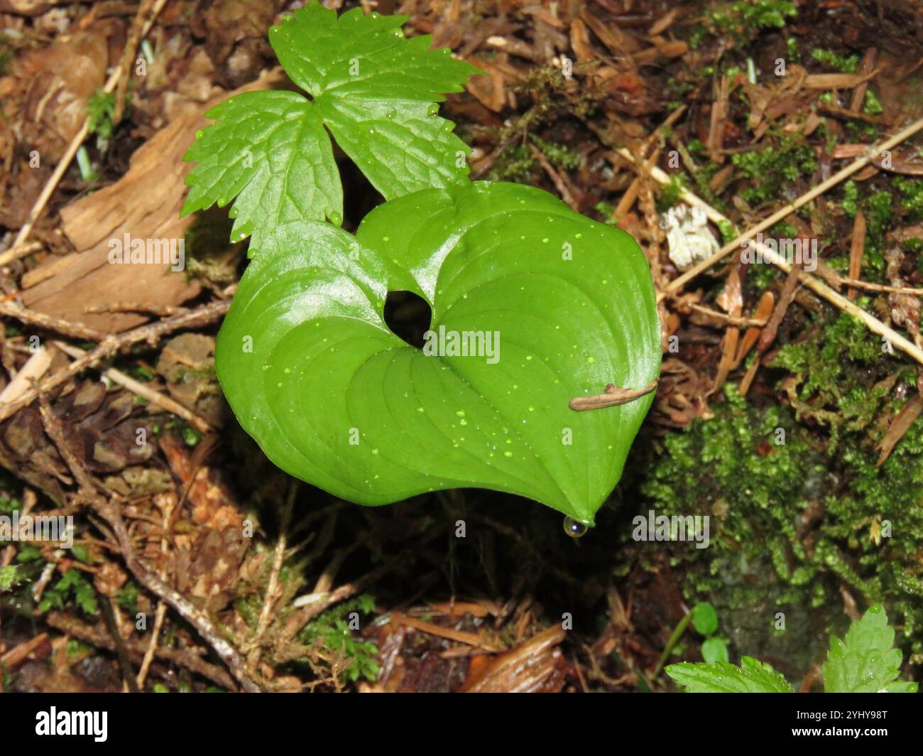 Western Lily of the Valley (Maianthemum dilatatum Stock Photo - Alamy