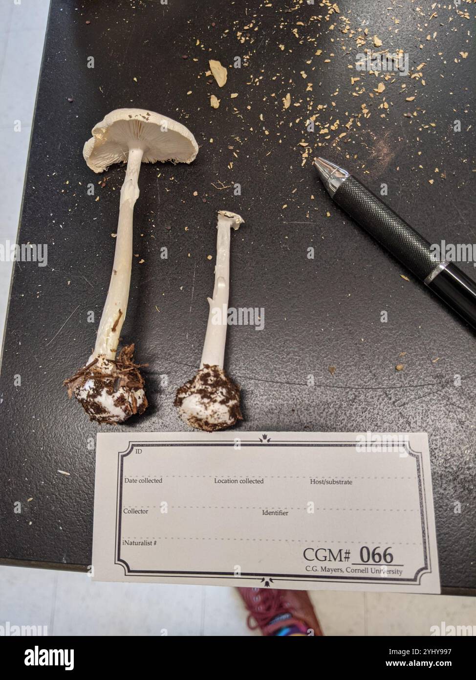 Eastern North American Destroying Angel (Amanita bisporigera Stock ...