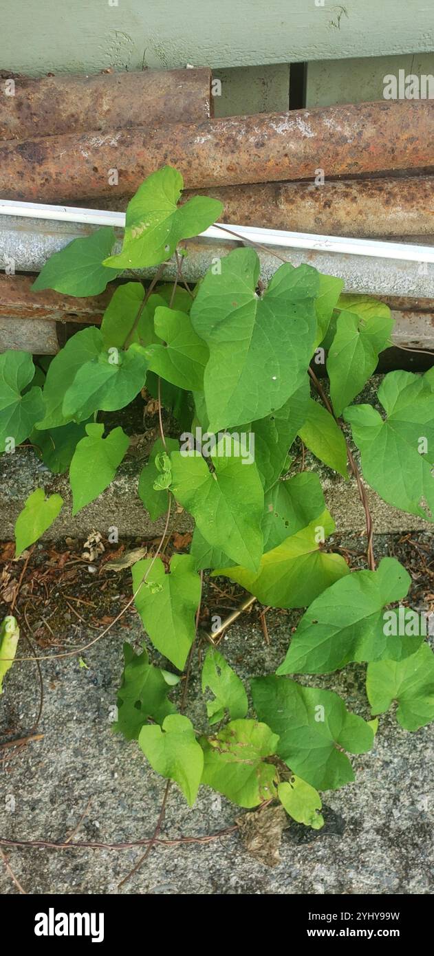 large bindweed (Calystegia silvatica Stock Photo - Alamy