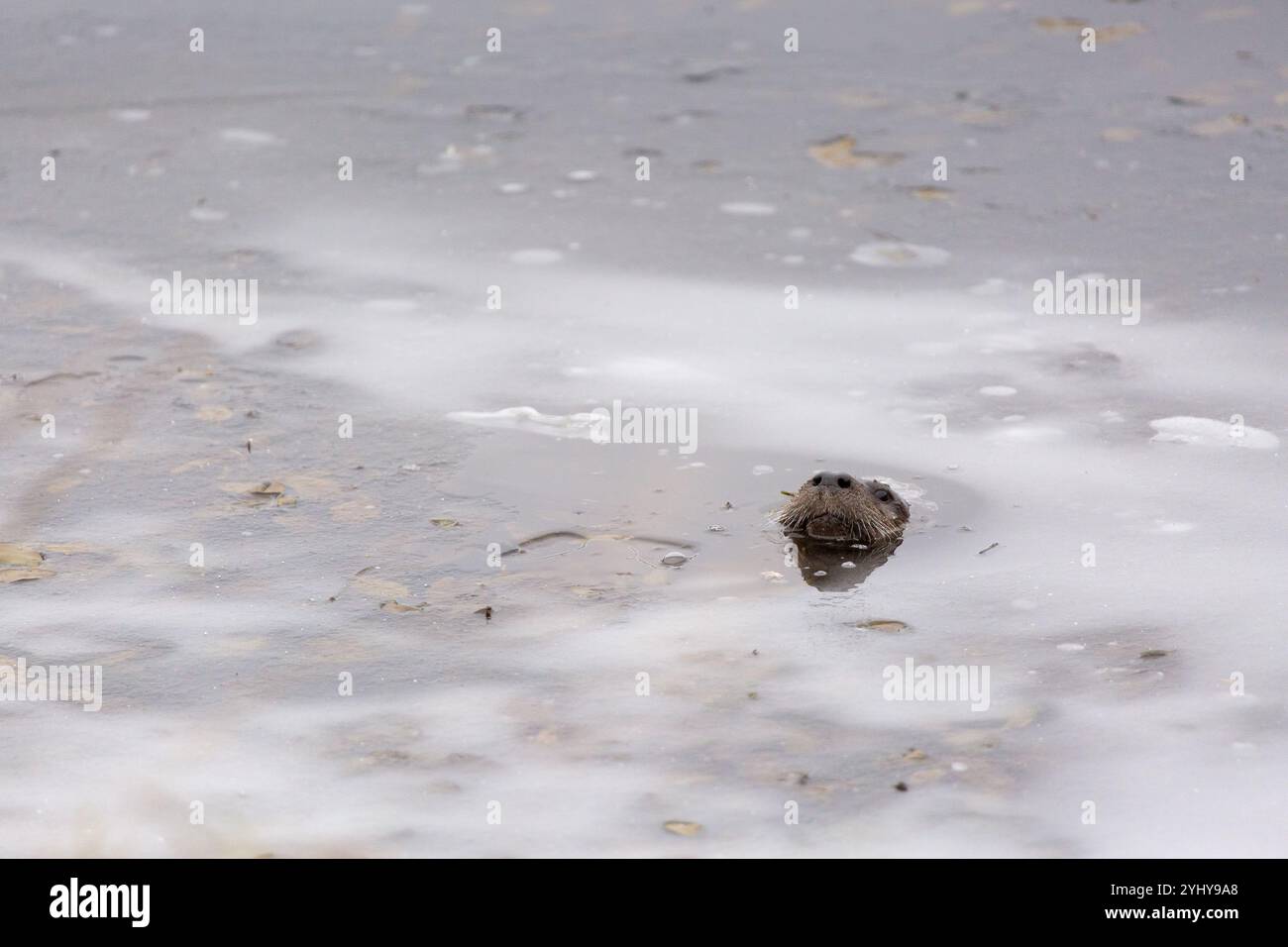 An otter peeks out from a hole in the ice in Riding Mountain National ...