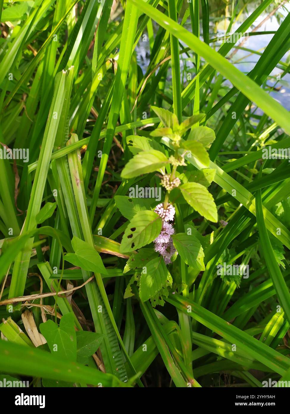 corn mint (Mentha arvensis Stock Photo - Alamy