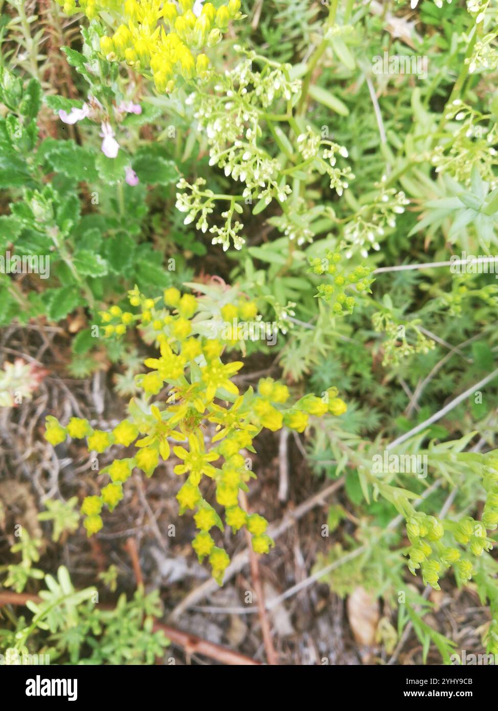 Reflexed Stonecrop (Petrosedum rupestre Stock Photo - Alamy
