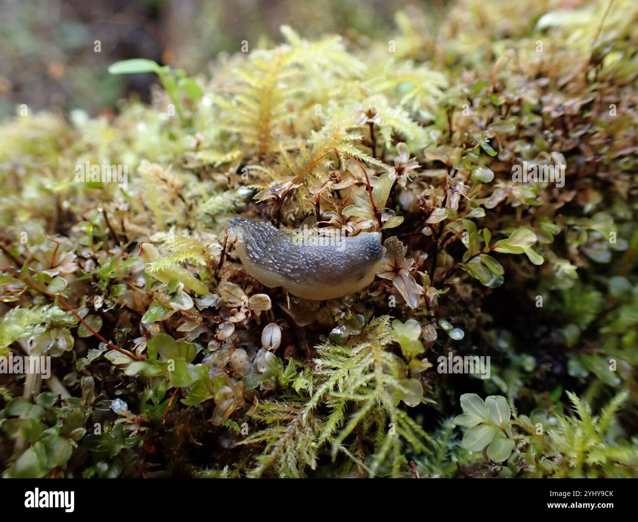 Common Land Snails and Slugs (Stylommatophora Stock Photo - Alamy